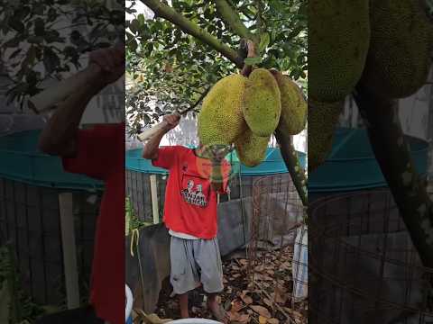 Keunggulan nangka madu varietas C33