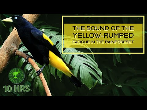 The Sound Of Yellow-Rumped Cacique In The Rainforest - 10 HRS