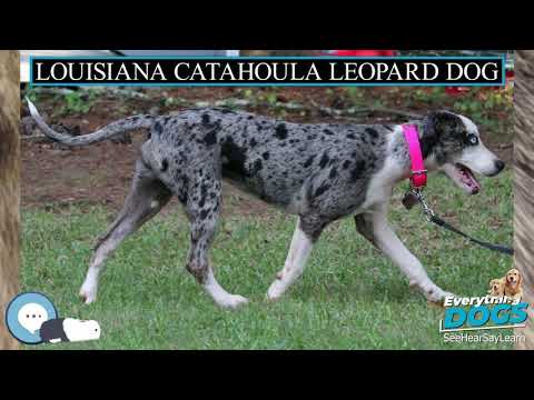 Louisiana Catahoula Leopard dog 🐶🐾 Everything Dogs 🐾🐶