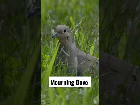 How did the Mourning Dove get its name? I FusionBuff Chronicles