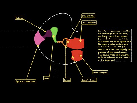 The Middle Ear