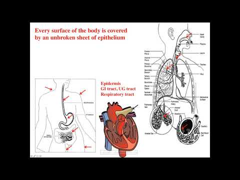 Epithelium Part 1