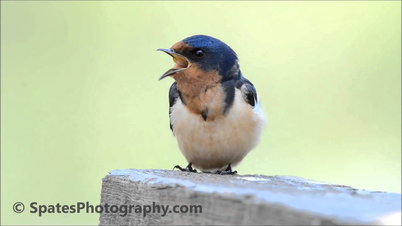 Barn Swallow singing
