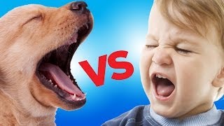 Puppies Vs. Babies : The Ultimate Showdown