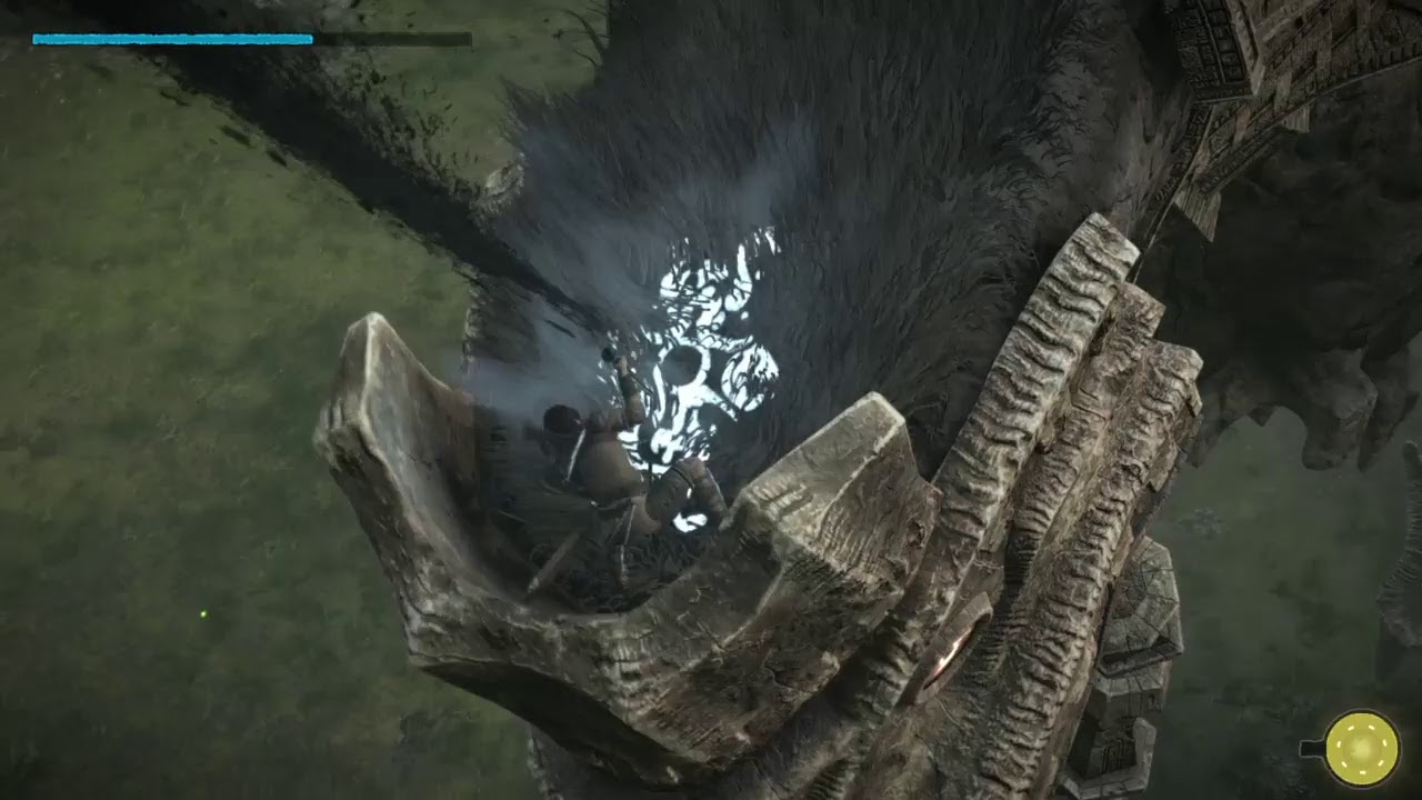 shadow of the cotocus