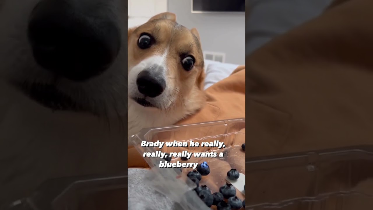 Corgi really wants a blueberry 🫐 #shorts #corgi