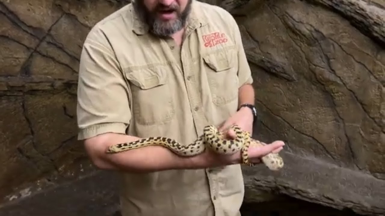 10 Best Pet Snakes for Beginners | Choosing the Right One