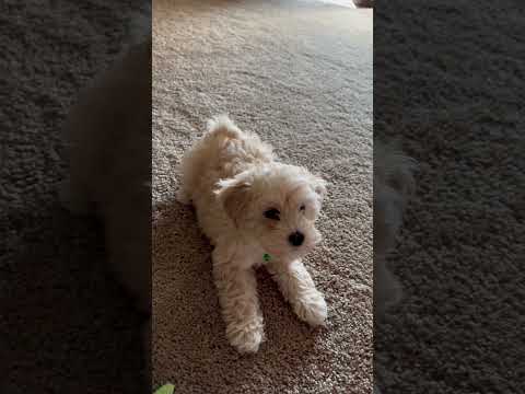 This is what a Maltipoo puppy sounds like #maltipoo #dog #puppy #cute