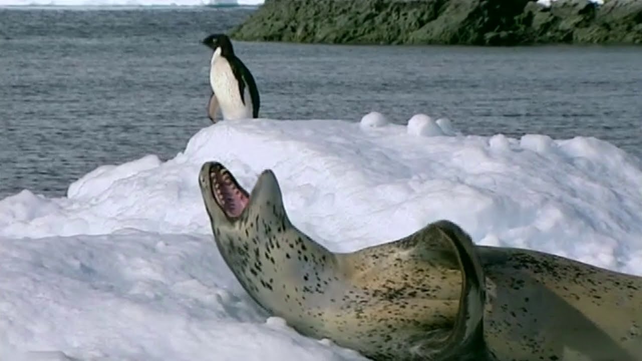 The Leopard Seal's Share - Wildlife Documentary - Documentarytube.com