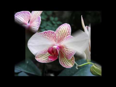 Meaning of An Orchid
