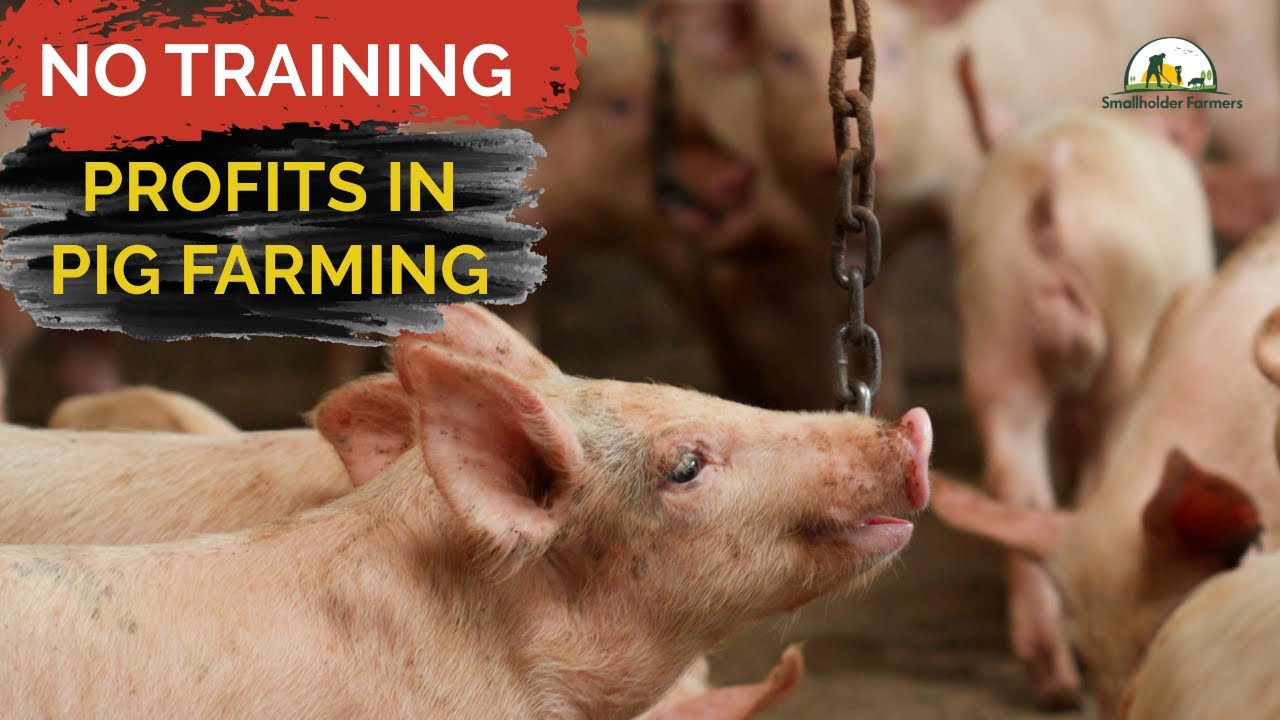 How To Start & Grow Your Pig Farming With Zero Training, Profits Guaranteed | Cleanest Pigs in Kenya
