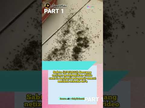 cara mengusir semut tanpa menyakitinya