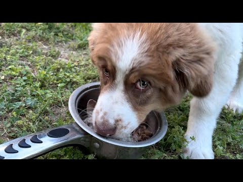 Training our dog - Bulgarian SHEPHERD DOG Karakachan