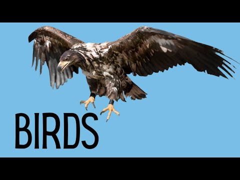 Bird Characteristics