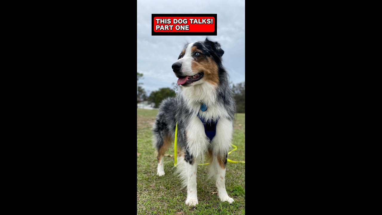 Ripley the Talking Dog Compilation Part 1 🐶 #talkingdog #letsgoripley #australianshepherd #dogs