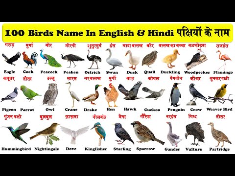 birds name in english and hindi with pdf | पक्षियों के नाम हिन्दी-इंग्लिश में | pakshiyon ke naam |