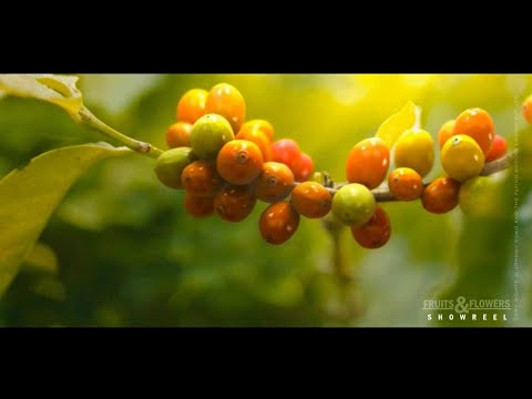 BRU Coffee - Latest Price, Dealers & Retailers in India