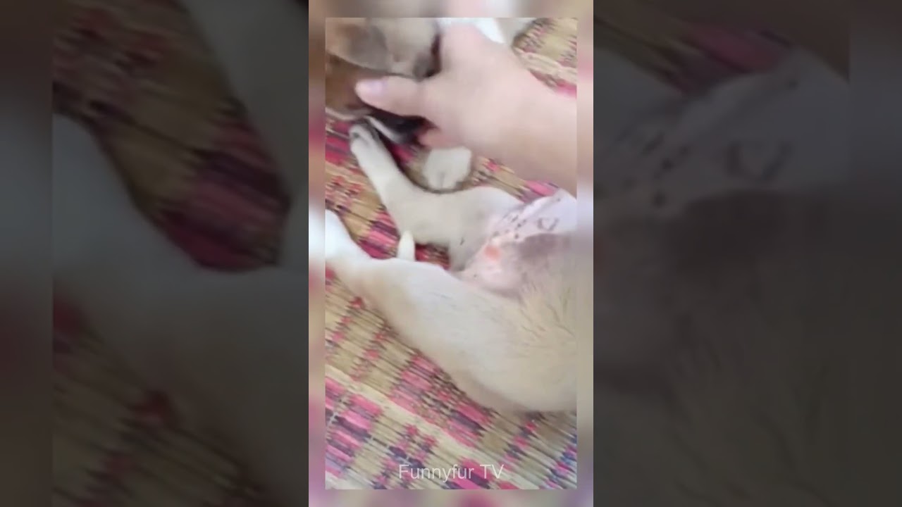 Funny Puppies Sucking On The Wrong Thing #shortsfeed #shorts #short #puppy