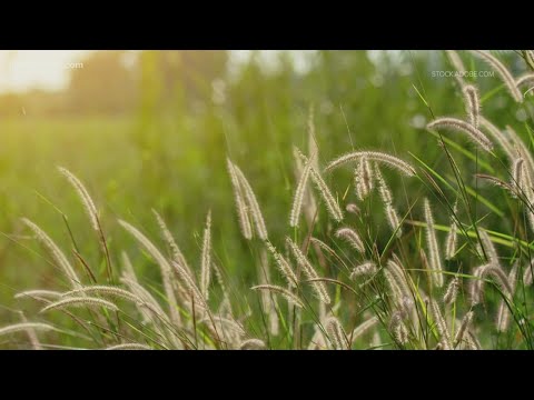Fast Facts: What you need to know about allergy season