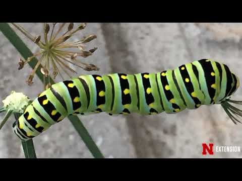 Caterpillar ID