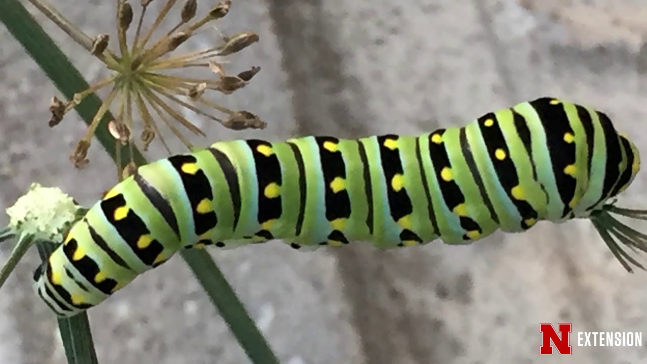 Caterpillar ID