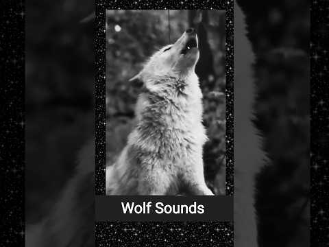 Wolf Sounds ( howling sound ) ❤️