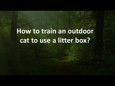 How to train an outdoor cat to use a litter box?