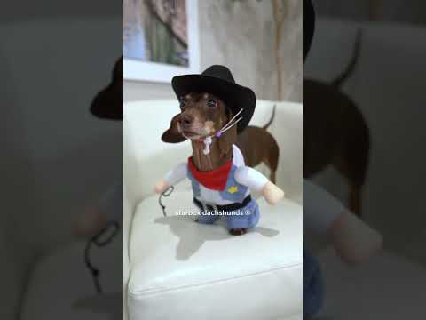 Southern phrases #starboxdachshunds