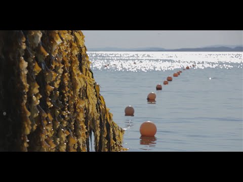 Seaweed Energy Solutions AS - promo video 2016