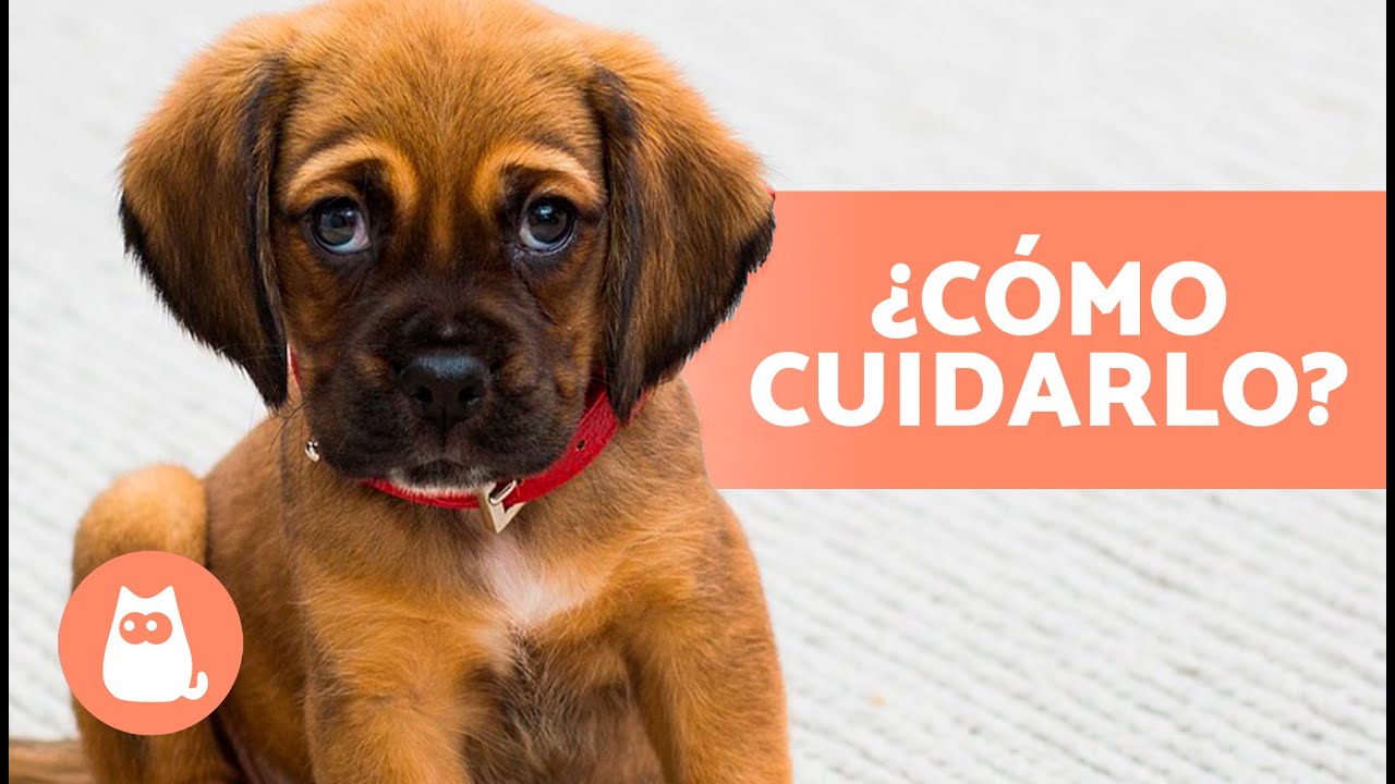 Complete Guide to Puppy Care 🐶 (Education, Feeding, Hygiene, and Play)