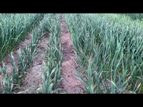 Garlic Field: Mid-Spring Update