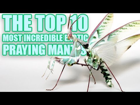 10 Most Incredible Exotic Praying Mantis You Can Have as a Pet