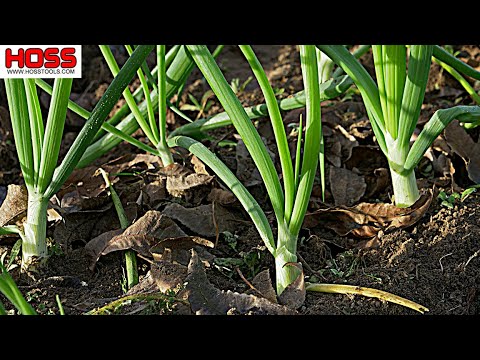 How to Grow Flavorful and Nutritious Onions!