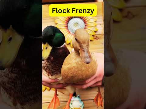 What's the REAL Reason Behind the Mysterious Echoes of the Flock? #animals #animallovers