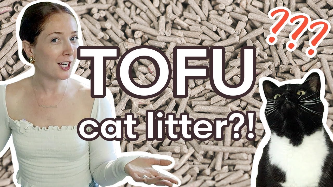 Tofu Cat Litter Ultimate Guide | Pros & Cons!