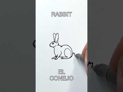 RABBIT . CONEJO Learn Spanish! ¡Aprenda Inglés! #drawing #foreignlanguage #spanish #ingles