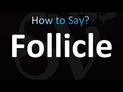 How to Pronounce Follicle (correctly!)