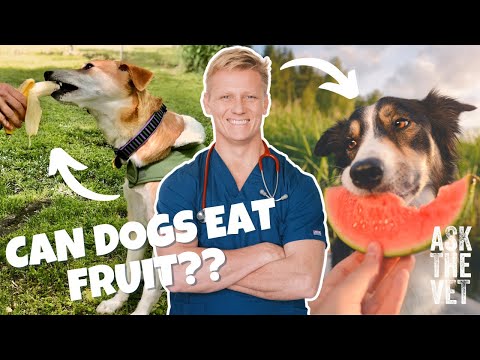 Can my dog eat bananas?! πππ | ASK THE VET with Dr Scott Miller