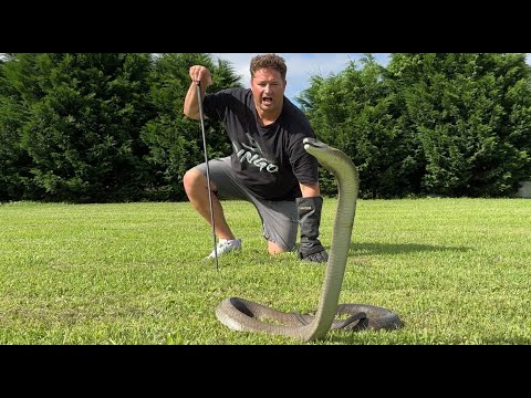 BLACK MAMBA VS GREEN MAMBA! This is crazy.....