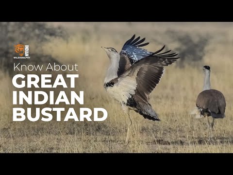About Great Indian Bustard in Hindi | Indian Wildography | Wildlife of India