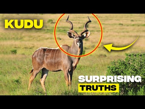 Fascinating Kudu Facts: Discover the Majestic African Antelope