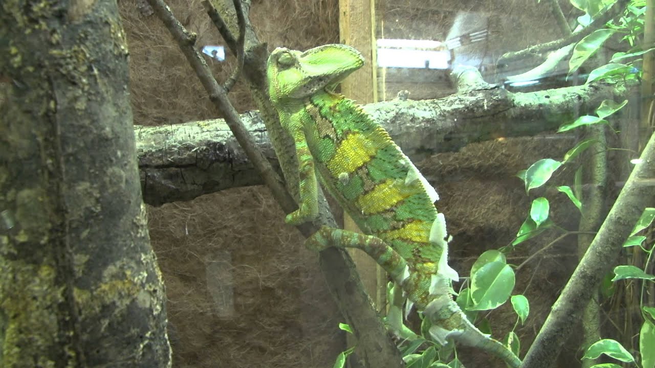 Promo Video for Reaseheath College Lambing Weekend