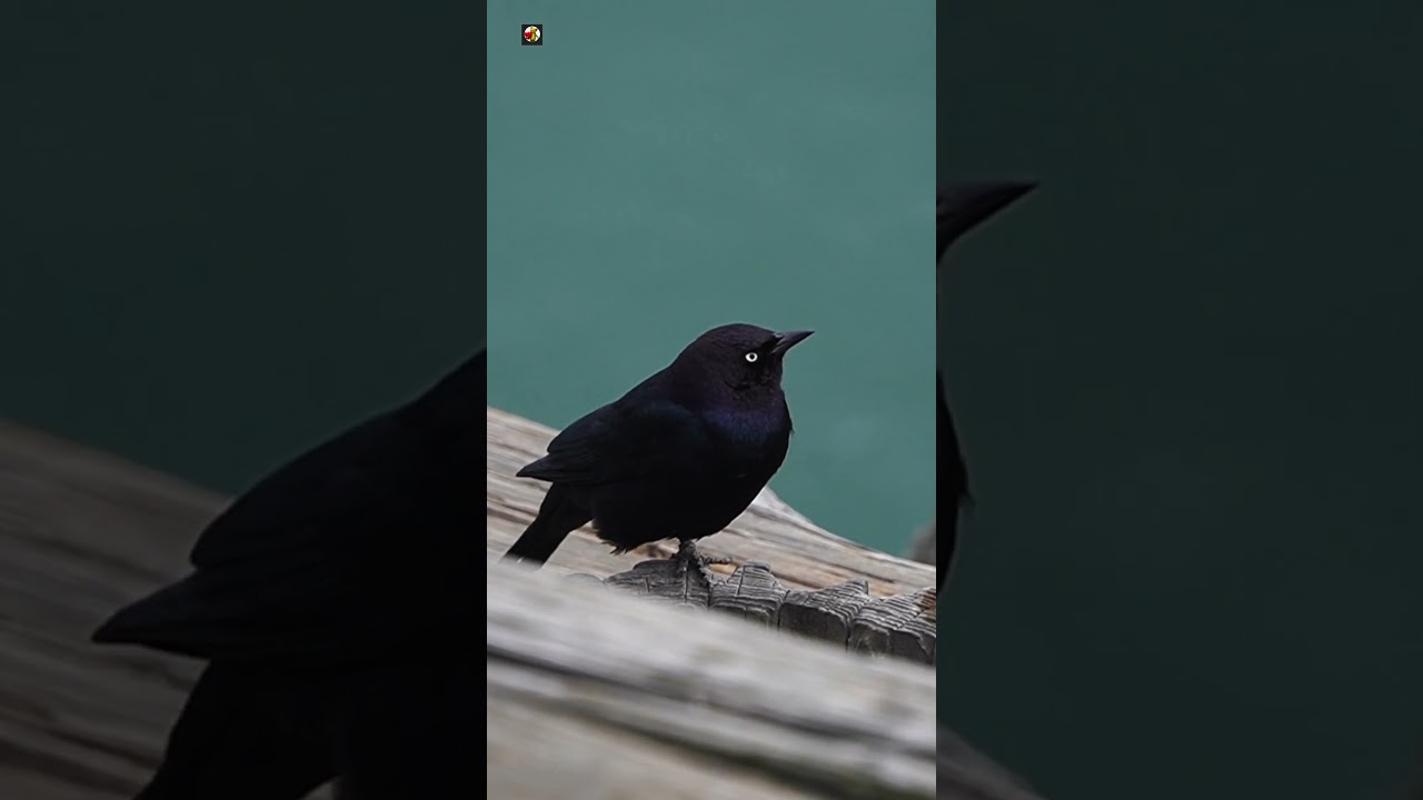 Bird Sounds ( The best bird song ) ( Blackbird )