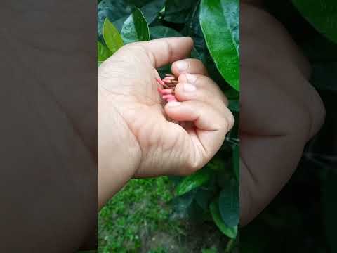 Flowers growing in my garden#nature beaty#short