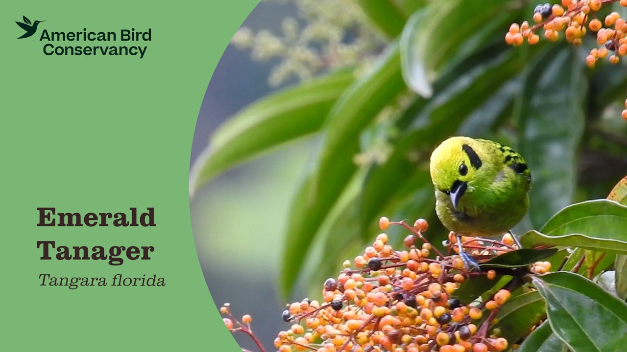 Emerald Tanager: Gem in the Moss
