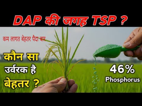 🌾DAP की जगह पे TSP (Triple Super Phosphate) 💯 #viralvideo #video