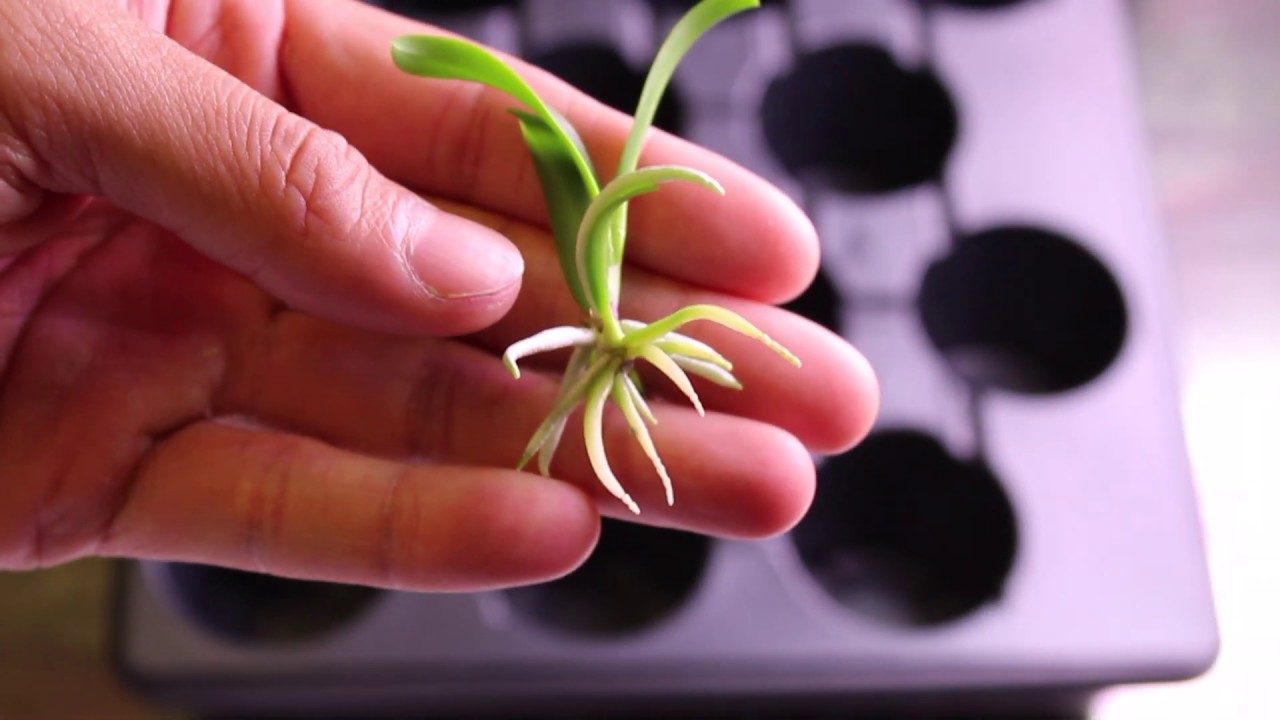 Deflasking and Planting instructions