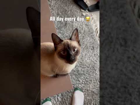 Siamese cat loud meowing. Most talkative cat #like #subscribe #siamese 🤷🏽🐈⬛😺❤️