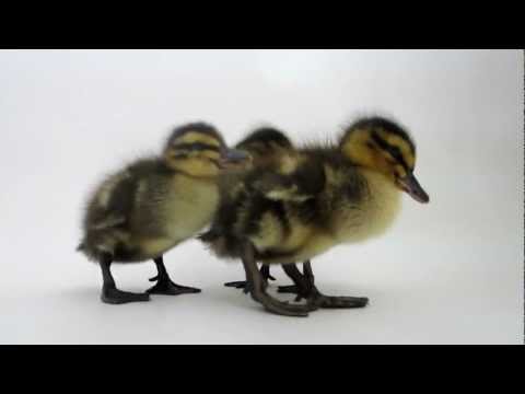 Rouen Ducklings @ Meyer Hatchery