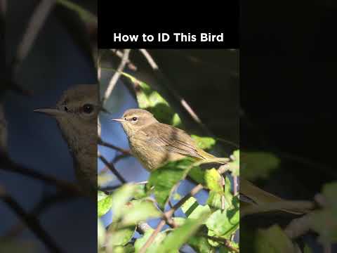 Can you identify this brown songbird?